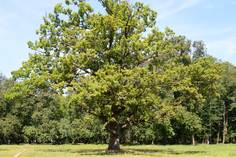 1,915 Eichenbaum Fotos - Kostenlose und Royalty-Free Stock-Fotos von ...