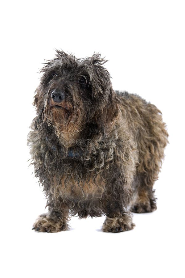 Alter grauer Hund stockbild. Bild von überladen, haar - 11309663
