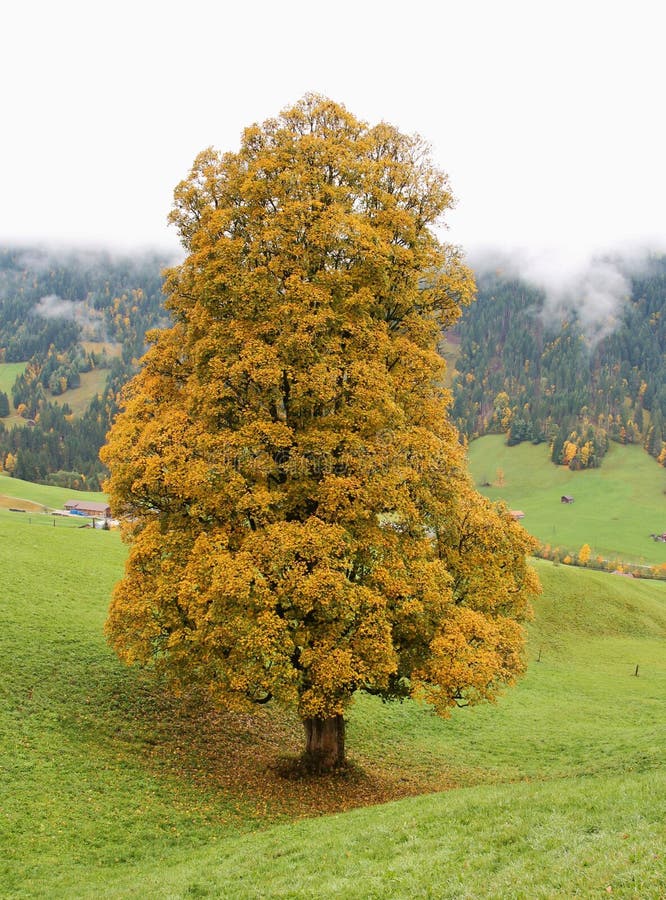 Ahornbaum im Winter stockfoto. Bild von schön, jahreszeit - 49181840