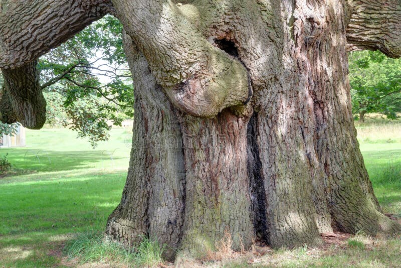 Alter Eichenbaum HDR. stockfoto. Bild von baum, beschaffenheit - 26584400