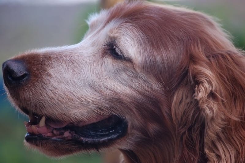 Alter Hund stockbild. Bild von pelz, apportierhund, treu - 19946265