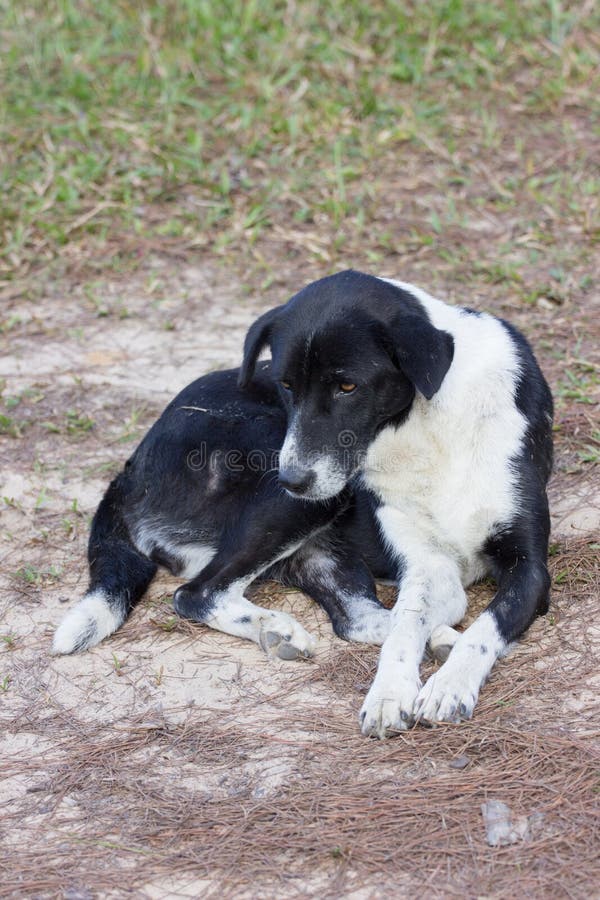 Alter Hund stockfoto. Bild von blick, freund, stadt, kopf - 35343764