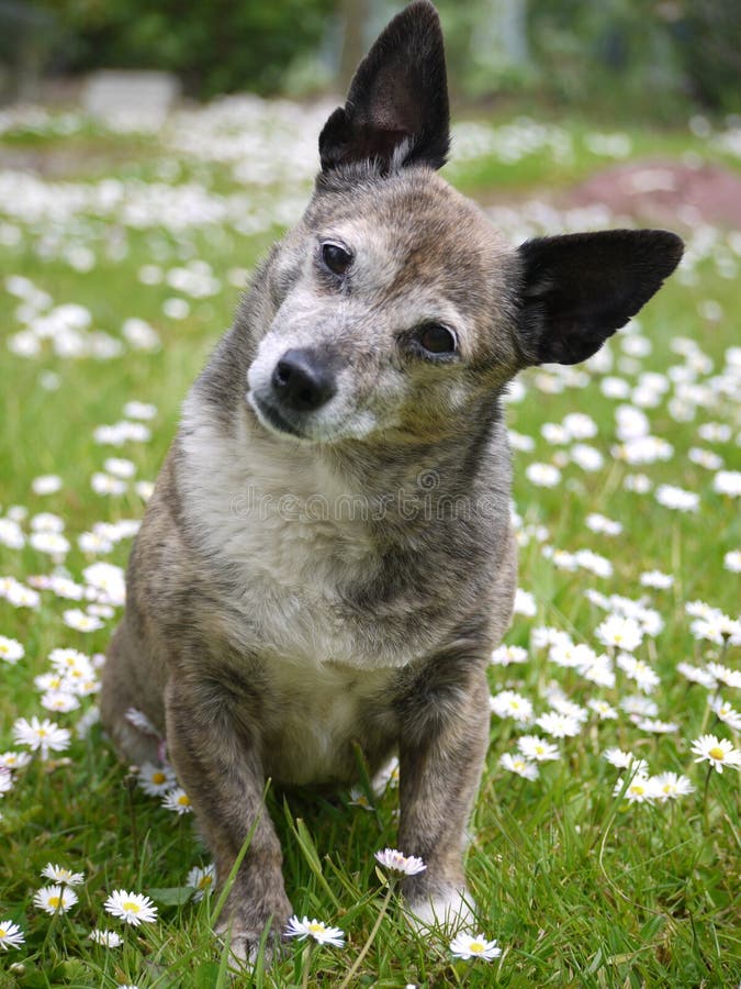 Alter Hund stockbild. Bild von hand, haustier, grau - 128780963