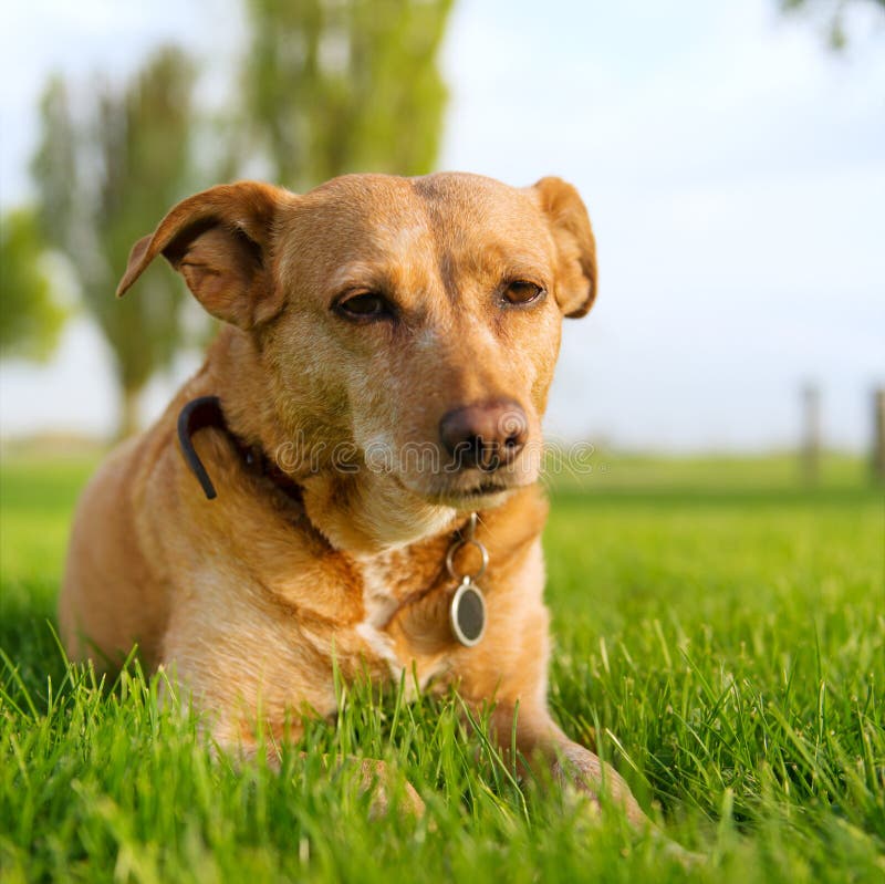 Alter Hund stockfoto. Bild von draussen, porträt, sonne - 63133582