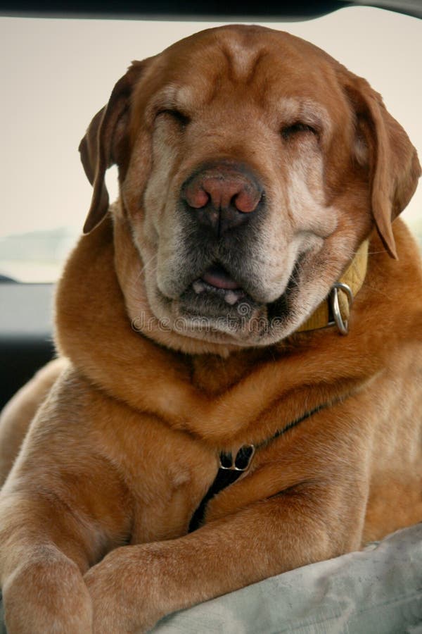 Alter Hund Sind Wir Dort Schon Stockfoto - Bild von reise, relax: 8984224