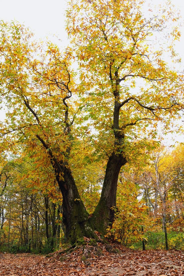 1,847 Kastanienbaum Fotos - Kostenlose und Royalty-Free Stock-Fotos von ...