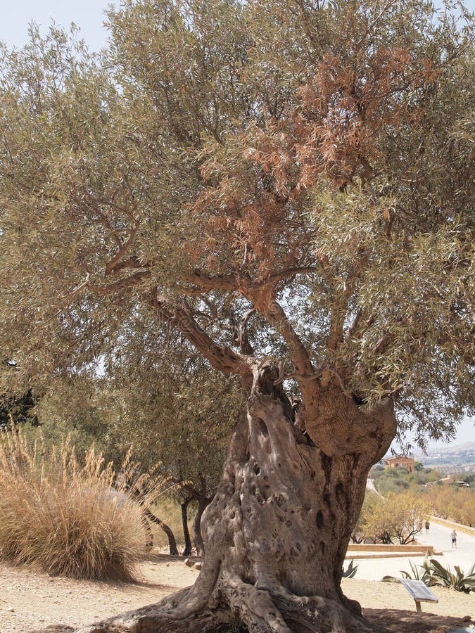 Alter Olivenbaum stockbild. Bild von bearbeitung, immergrün - 136017447