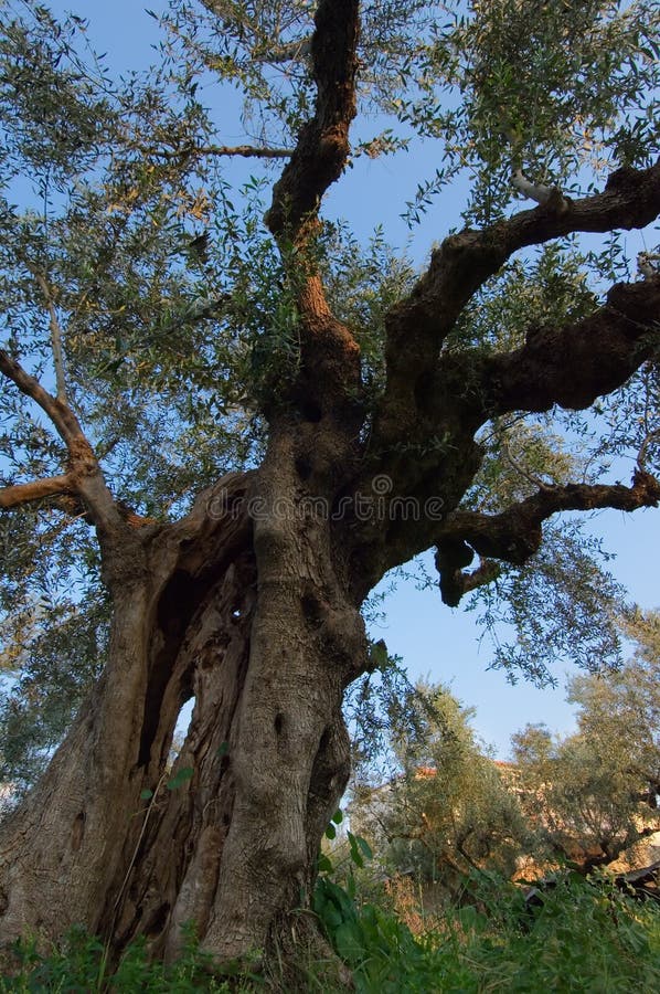 Alter Olivenbaum stockbild. Bild von landschaft, alter - 2882315