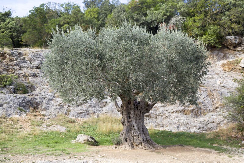 864 Alter Olivenbaum Frankreich Stock Fotos - Freie & Royalty-Free ...