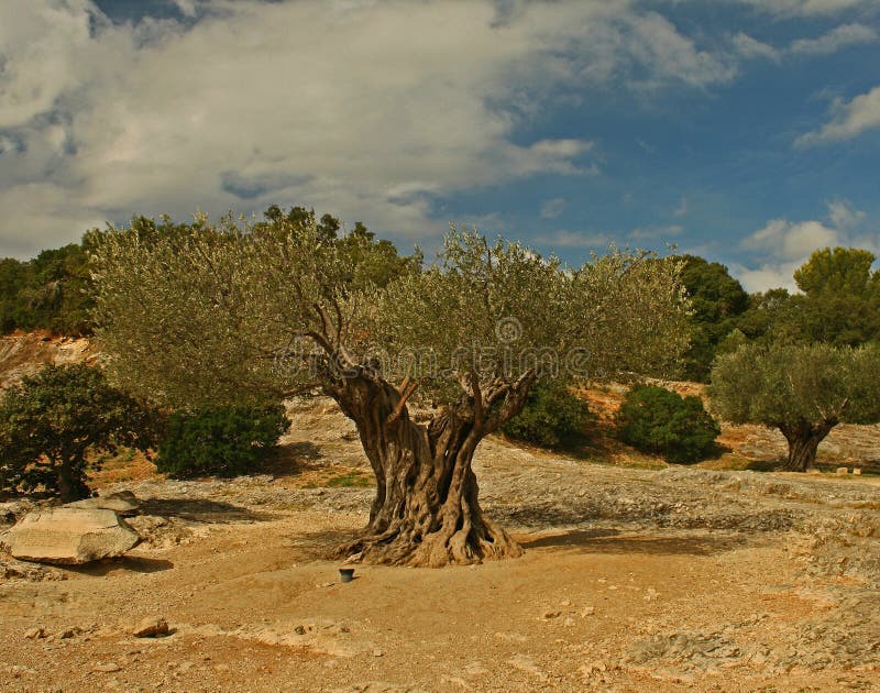 Alter Olivenbaum Frankreich Fotos - Kostenlose und Royalty-Free Stock ...