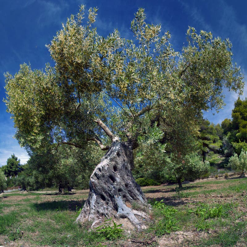 Alter Olivenbaum. Mehr Als 2000 Jahre Alt. Stockbild - Bild von reise ...