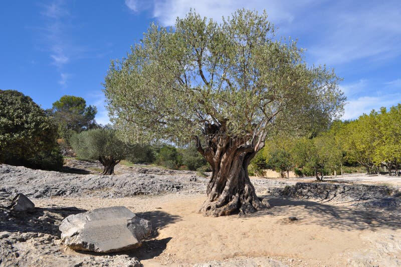 Der Olivenbaum von vouves redaktionelles stockfoto. Bild von kultur ...