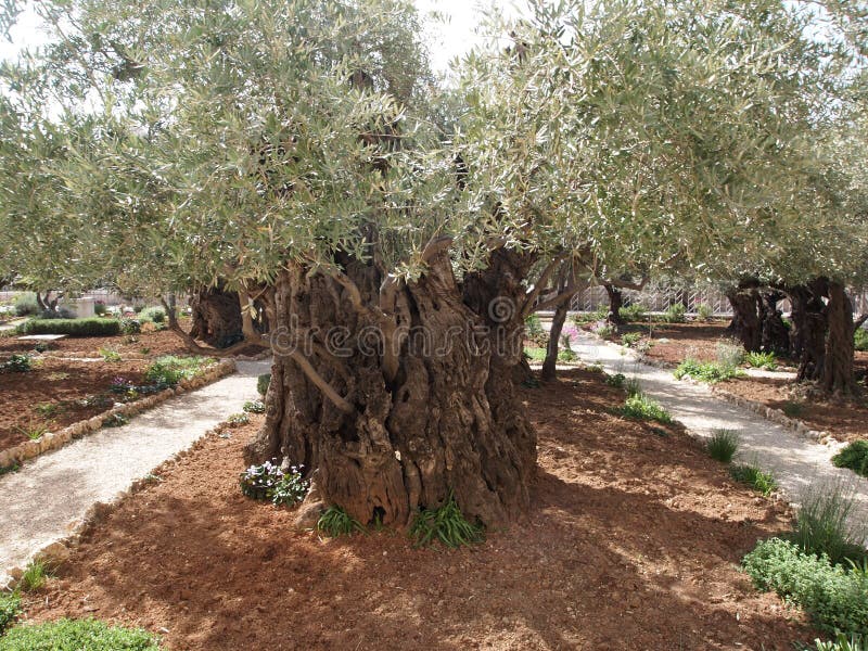 Alter Olivenbaum Im Garten Von Gethsemane Israel Jerusalem Stockbild ...