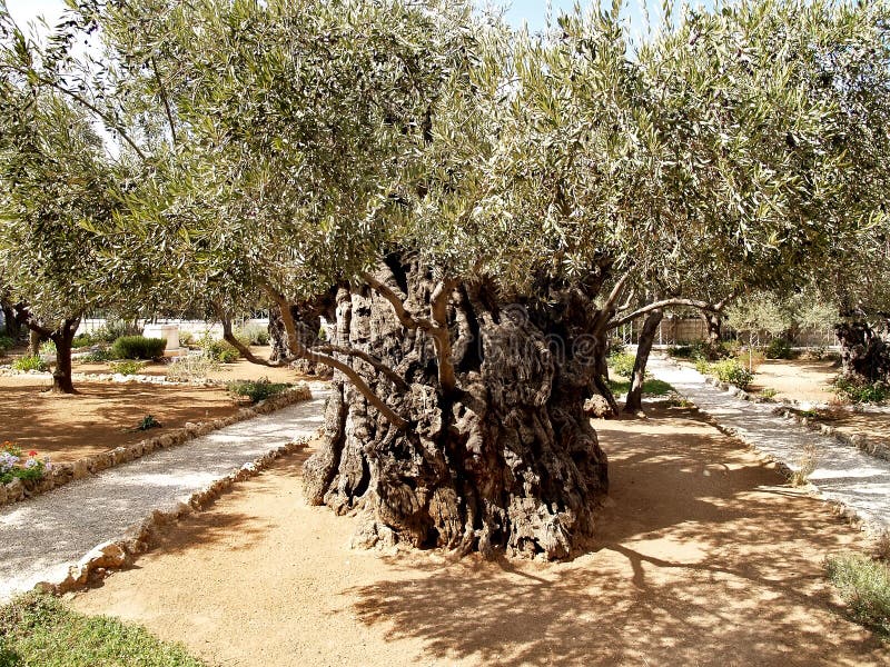 Alter Olivenbaum Im Garten Von Gethsemane Israel, Jerusalem Stockbild ...