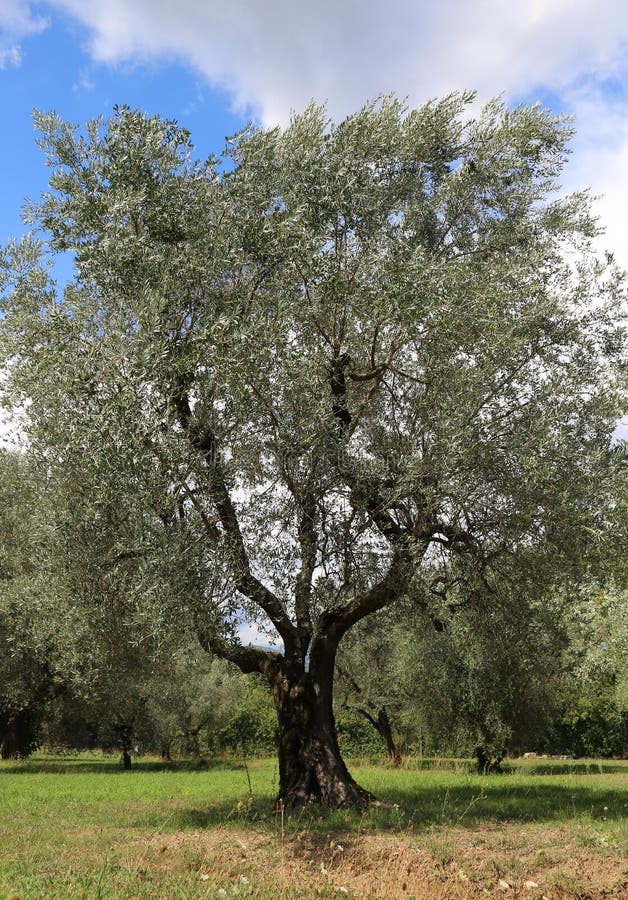 Alter Olivenbaum Mitten in Einer Wiese Stockfoto - Bild von sardinien ...