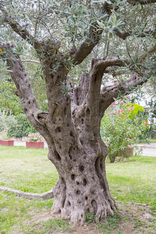 Alter Olivenbaum stockbild. Bild von haut, inkrustierung - 159143809