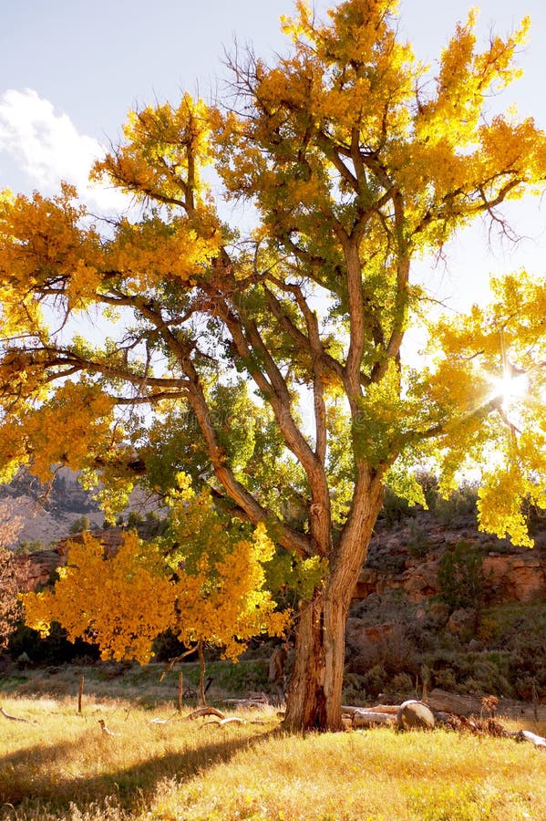 Pappelbaum in Den Fallfarben, Großartiger Nationalpark Teton, Jackson ...