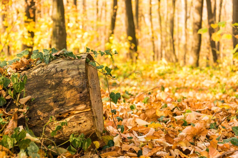 Alter Stumpf Im Wald Auf Dem Gefallenen Herbstlaub Stockbild - Bild von ...