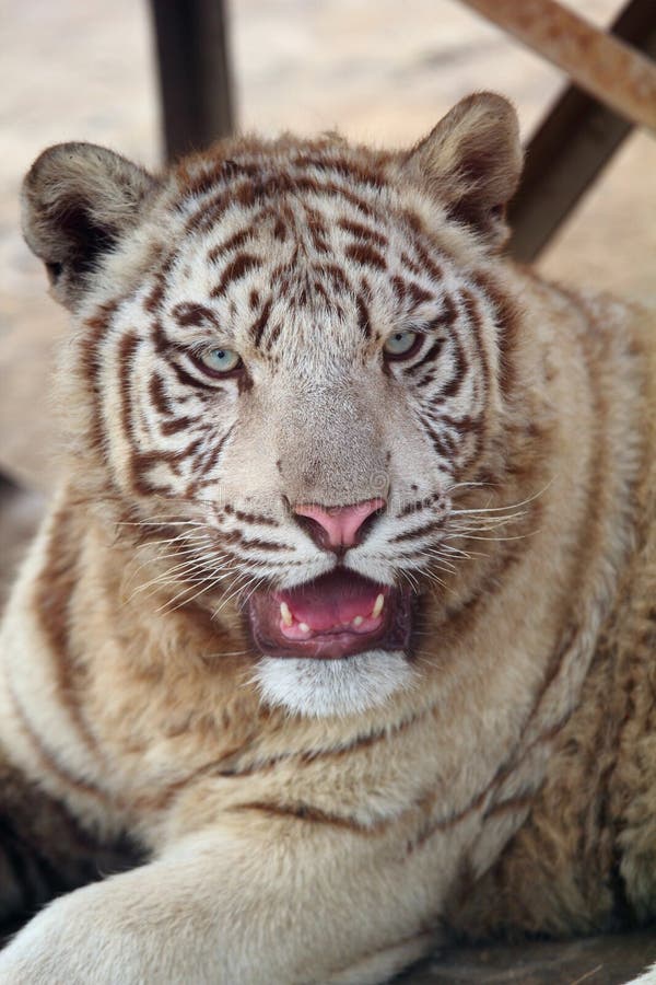 Alter Tiger stockbild. Bild von palmen, zweige, orange - 27507397