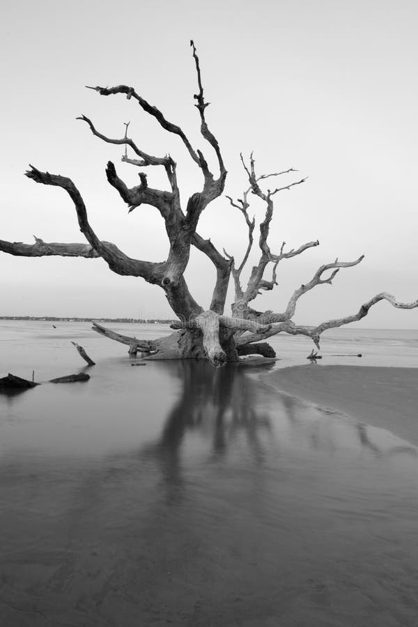 Alter Toter Baum Mit Reflexion Stockbild - Bild von abbildungen, nave ...