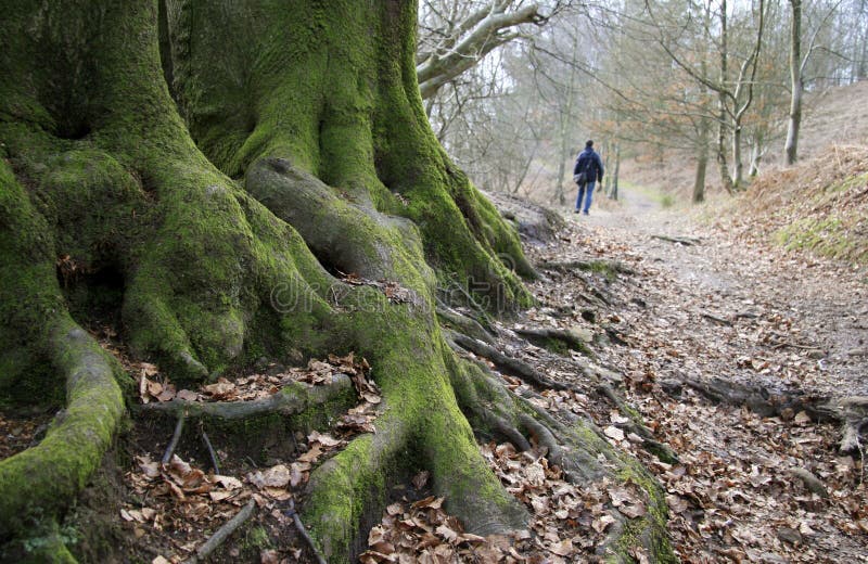 Alter Wald stockbild. Bild von grün, zweig, mann, blatt - 1958723