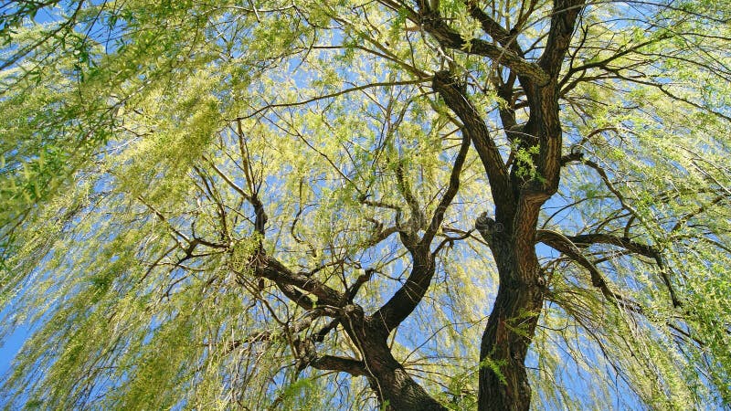 Alter Weidenbaum stockbild. Bild von glänzen, leuchte - 30823085