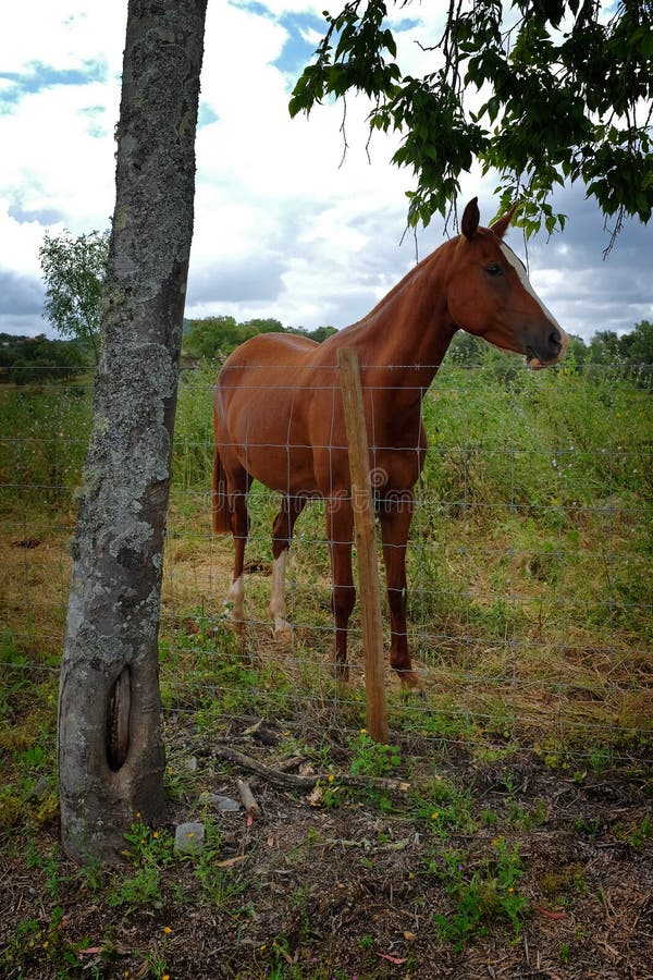 Altere el caballo real foto de archivo. Imagen de nublado - 73611128