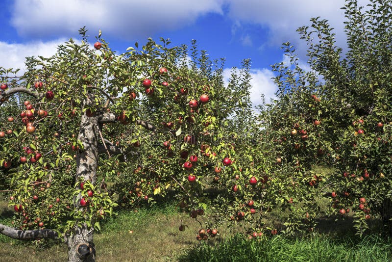 AlternApfelbaum stockbild. Bild von jahreszeit, nave - 27166247