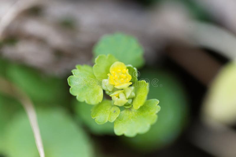 Alternate-leaved Golden-saxifrage Chrysosplenium Alternifolium Stock ...
