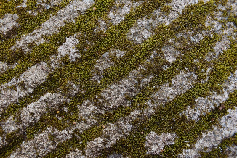 Diagonal Pattern of Mossy Roadside Stock Photo - Image of mossy, shrub ...