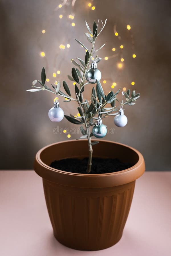 Alternative Christmas Tree: Olive Tree in a Pot Decorated with Balls ...