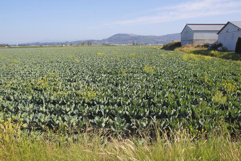 Alternative Unique Crop stock image. Image of planted - 74976779