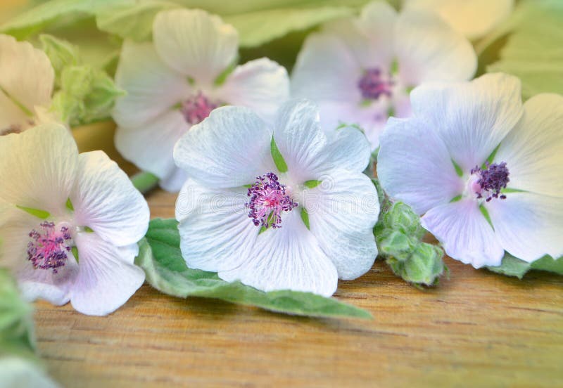 Althaea officinalis stock image. Image of green, austria - 67285929