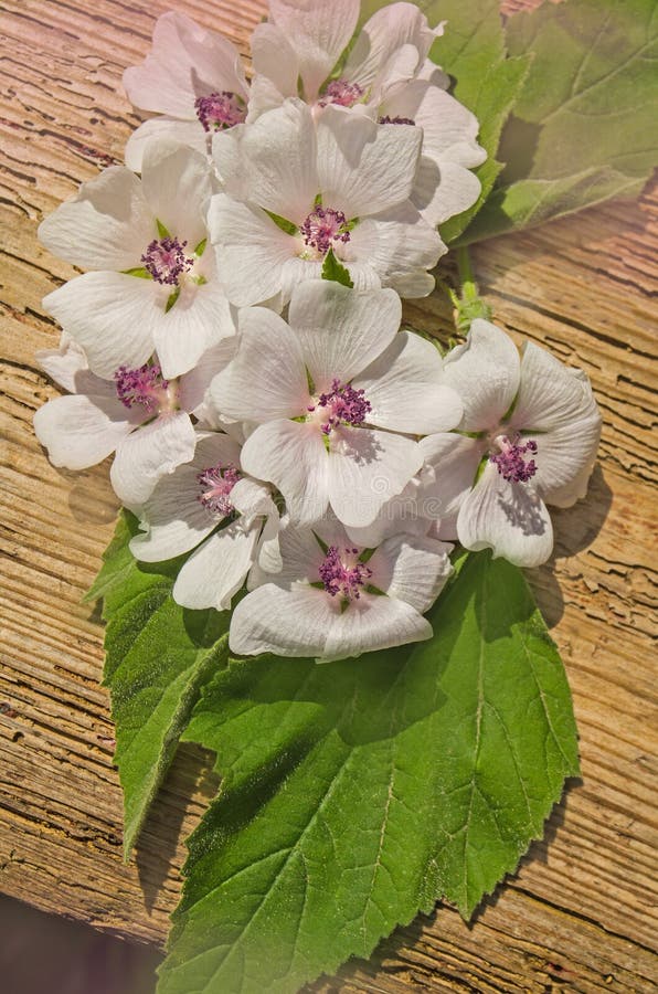 Althaea Officinalis Marshmallow. Stock Photo - Image of althea, garden ...
