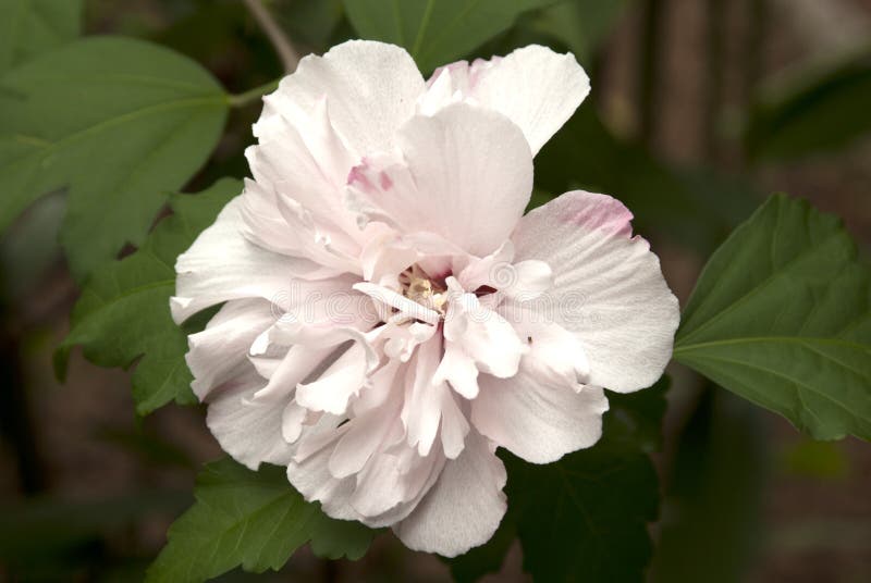 Close Up of Althea Cannabina Plant Stock Image - Image of flora, meadow ...