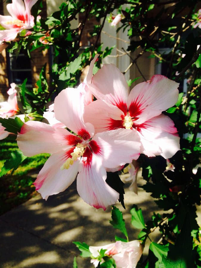 Althea Blooms stock photo. Image of blooms, stamen, pink - 51065100