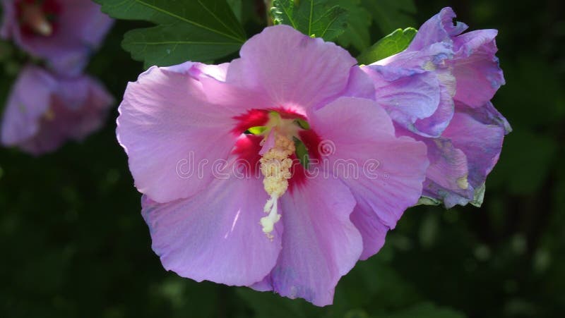 Althea Flowers, Background Image Stock Image - Image of rose, bush ...