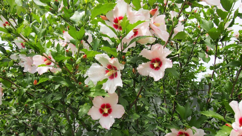 Althea Flowers, Background Image Stock Photo - Image of pink, stamen ...
