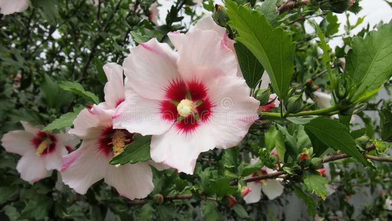 Althea Flowers, Background Image Stock Image - Image of shrub, flower ...