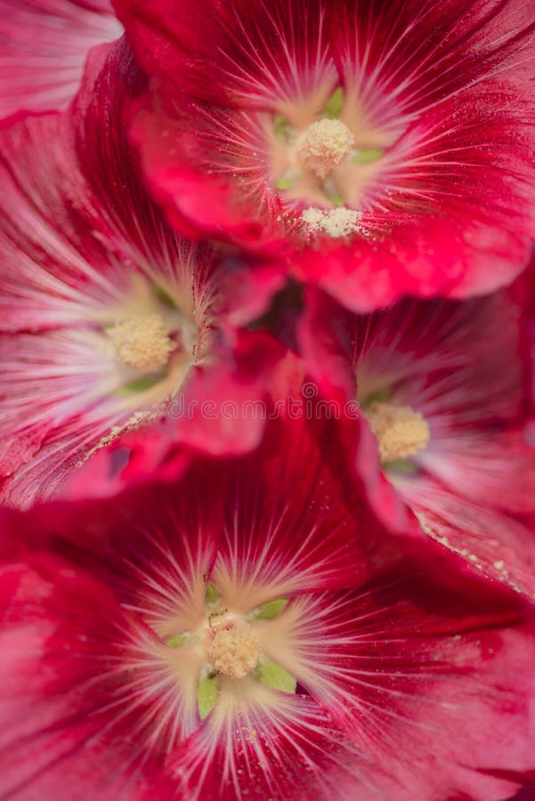 Althea flowers stock image. Image of pure, blossom, marshmallow - 40891905