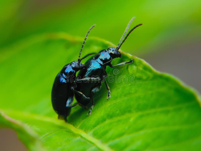 Altica flea beetles mating stock photo. Image of hiding - 334985260