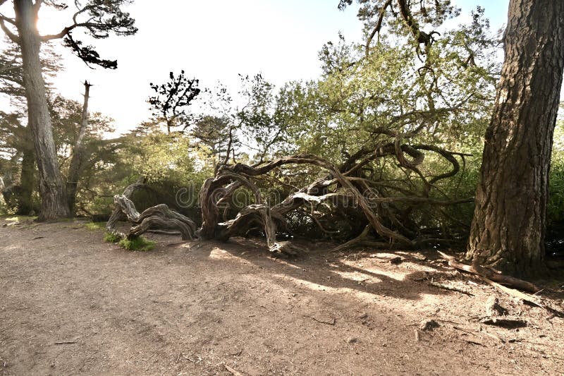 Alticane Trees in Golden Gate Park, 10 Stock Photo - Image of golden ...