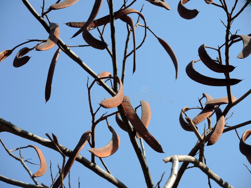 Altijdgroene Johannesbroodboom Stock Afbeelding - Image of oogst ...