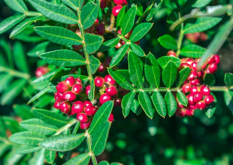 Evergroene Struik of Boom Met Kleine Bladeren Uit De Middellandse Zee ...