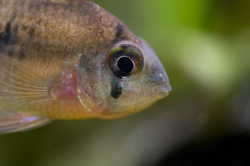 Altispinosus Van Microgeophagus Stock Afbeelding - Image of aquarium ...