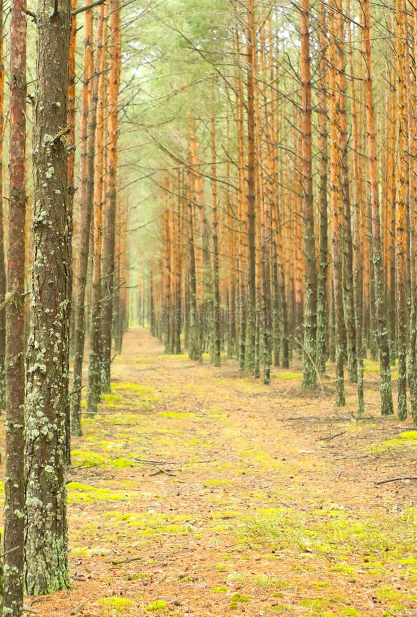 Altitude pine forest stock image. Image of evergreen - 26796271