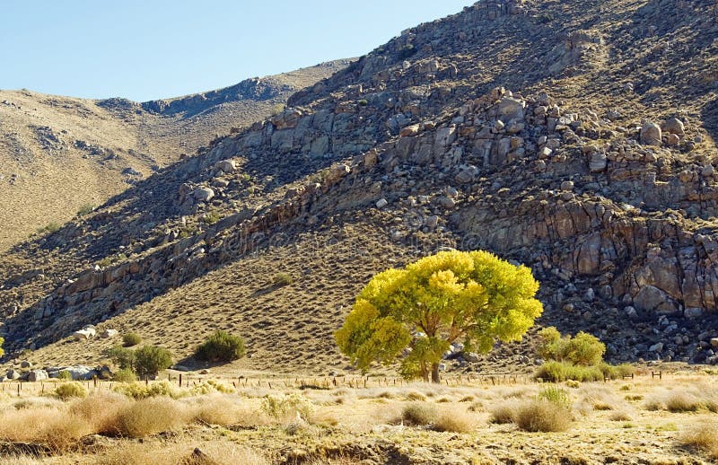 Alto pasto del desierto foto de archivo. Imagen de belleza - 11869444