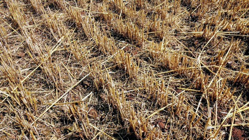 Rastrojo Alrededor De Una Boca Masculina Foto de archivo - Imagen de ...