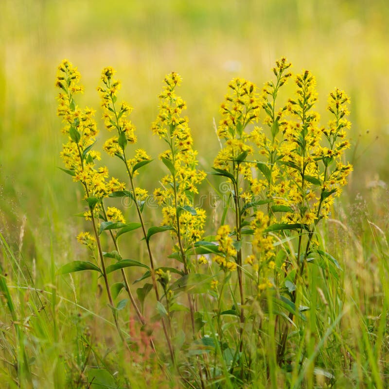 Wildflower Del Mosto Di Malto Di St Johns, Iperico Della Pianta ...