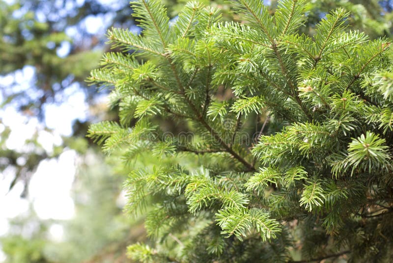 Alträd arkivfoto. Bild av träd, floror, grön, blad, natur - 33142016